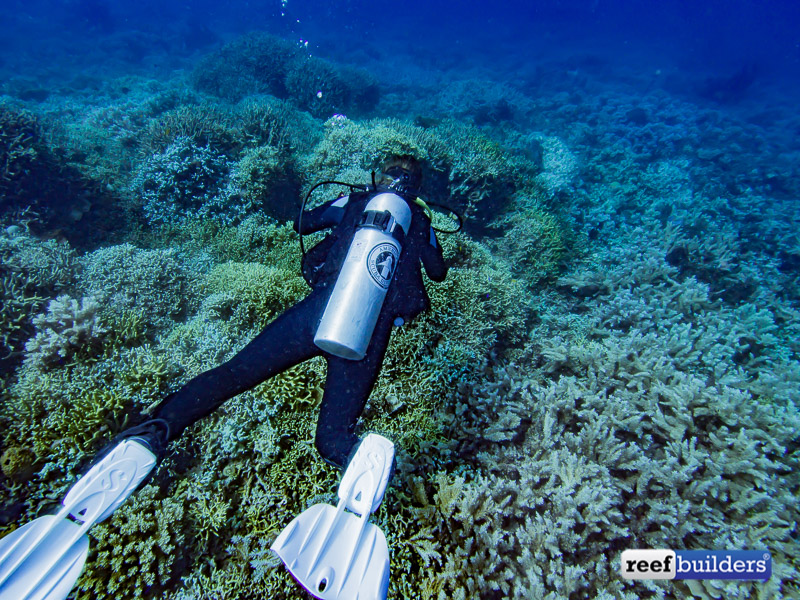 ReefAPalooza ushers in a new era of coral reefing education | Reef ...