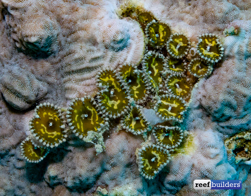‘Clown Face’ zoanthids are part of a whole new breed of Palythoa | Reef ...