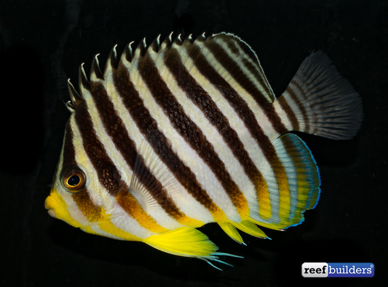 Spotted Multibar Angelfish channels its inner Snow Leopard | Reef ...