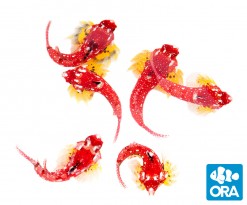 Ruby Red Dragonet successfully captive bred by ORA | Reef Builders ...