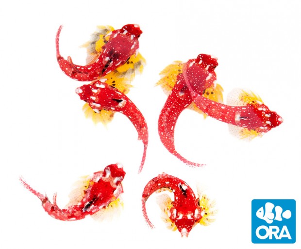 Ruby Red Dragonet successfully captive bred by ORA | Reef Builders ...
