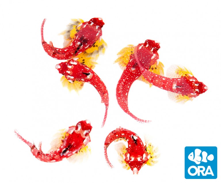 Ruby Red Dragonet successfully captive bred by ORA | Reef Builders ...
