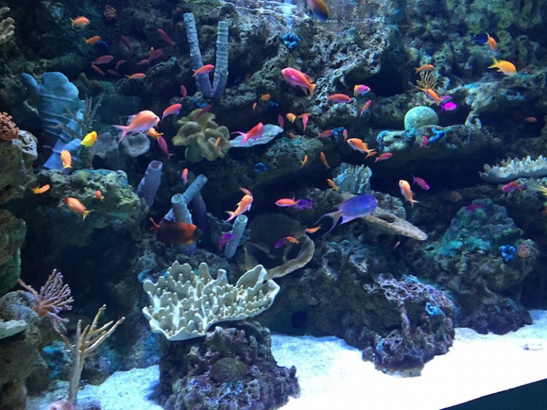 Reef Tank Basics: What you need to know before you start | Reef ...