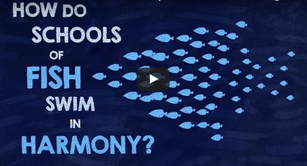 How do schooling fish . . . School? | Reef Builders | The Reef and ...