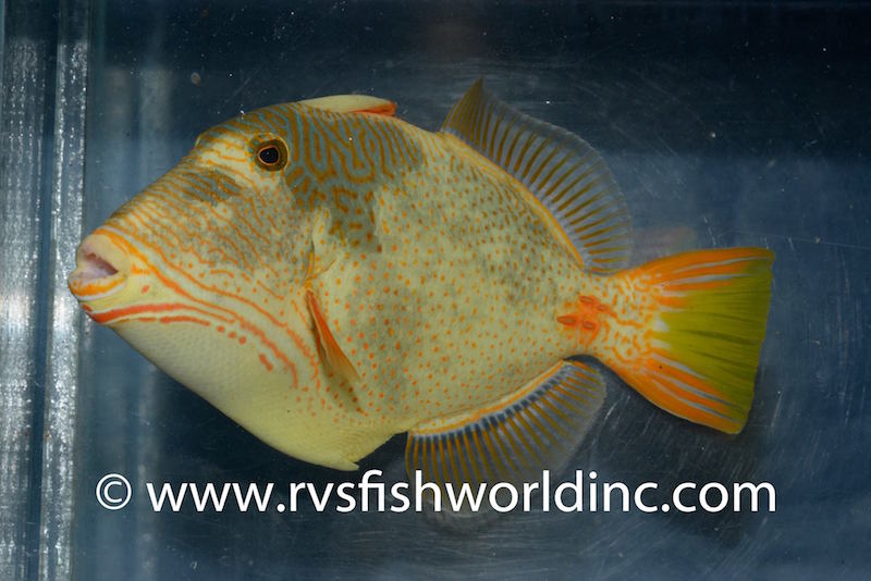 Xanthic undulated triggerfish makes annual appearance from Philippines ...