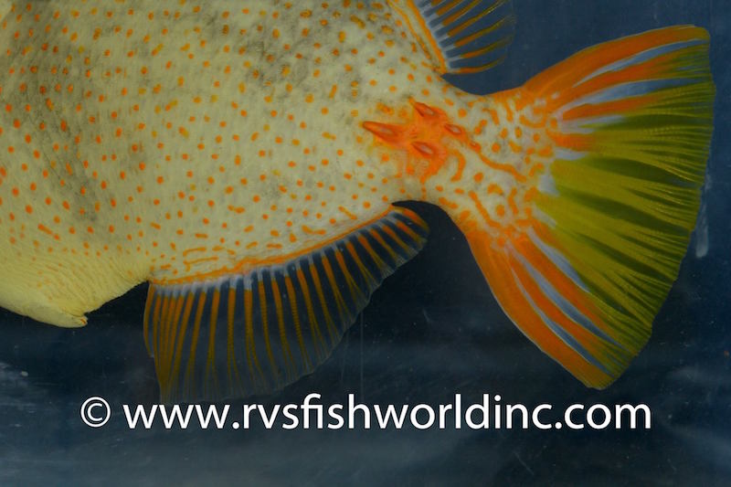 Xanthic undulated triggerfish makes annual appearance from Philippines ...