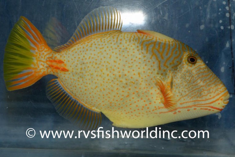 Xanthic undulated triggerfish makes annual appearance from Philippines ...