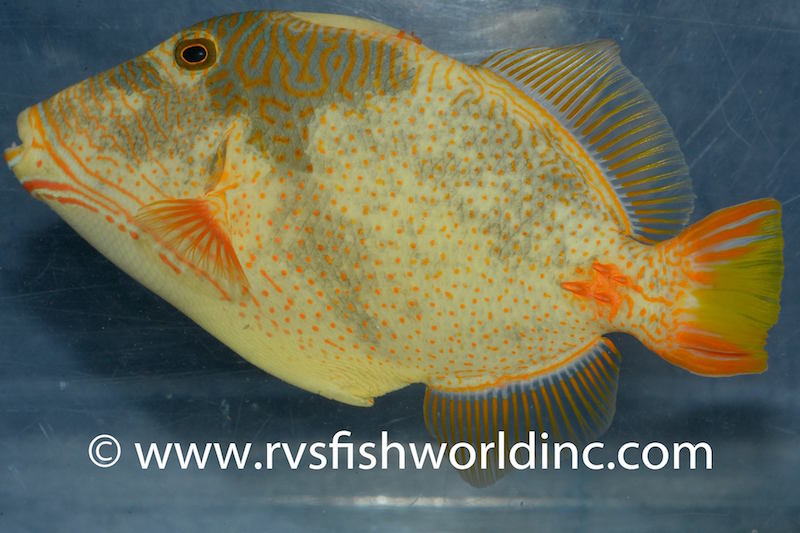 Xanthic undulated triggerfish makes annual appearance from Philippines ...