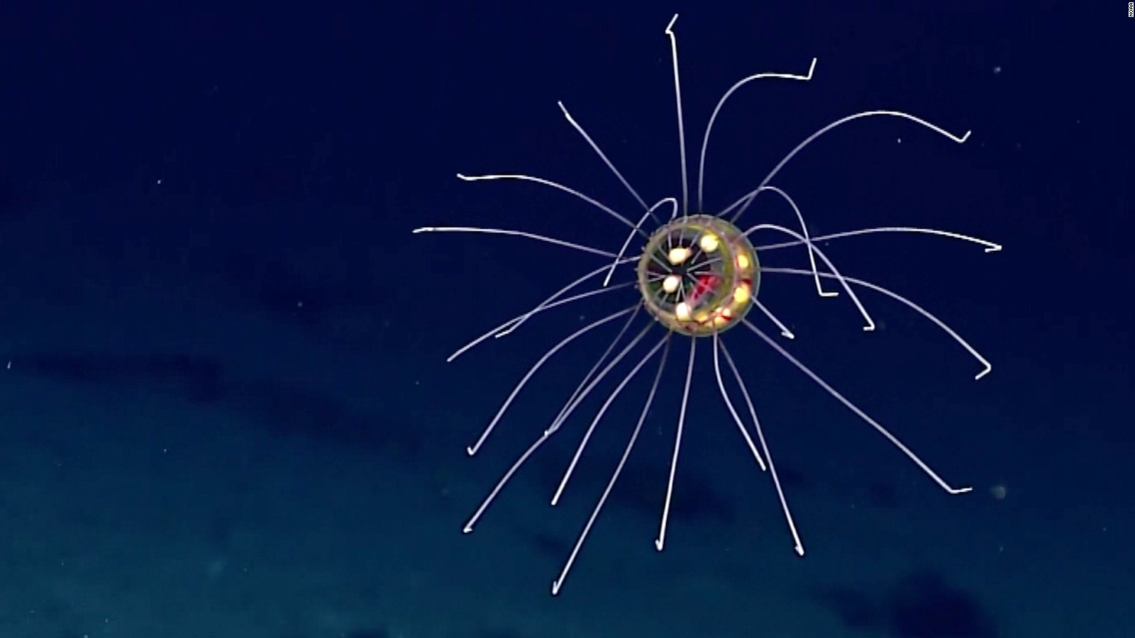 Newly discovered glowing jellyfish is eerily stunning | Reef Builders ...