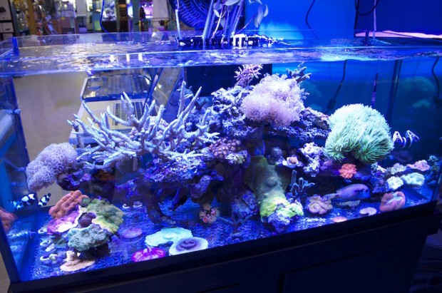 The Decline of the Local Fish Store (And Some Possible Ways to Save ...