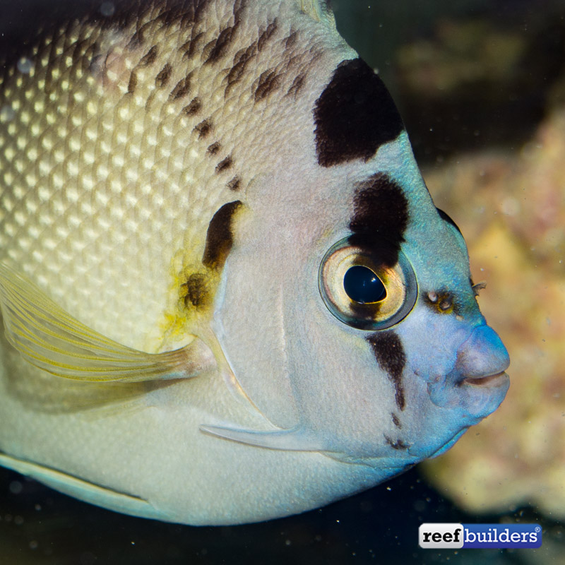 Apolemichthys griffisi, face to face with the striking Griffis ...