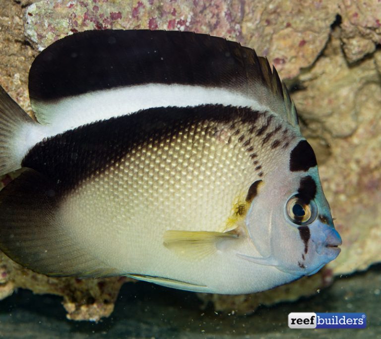 Apolemichthys griffisi, face to face with the striking Griffis ...