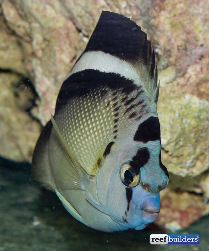 Apolemichthys griffisi, face to face with the striking Griffis ...