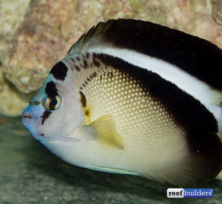 Apolemichthys griffisi, face to face with the striking Griffis ...