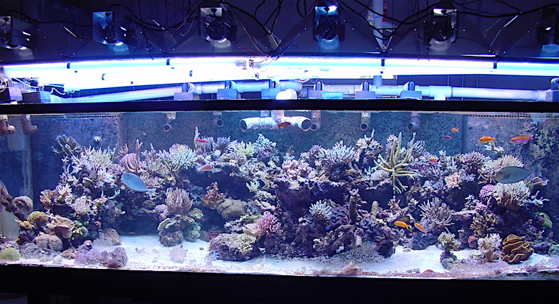 Reef aquarium secrets, good or bad, we need to share them | Reef ...
