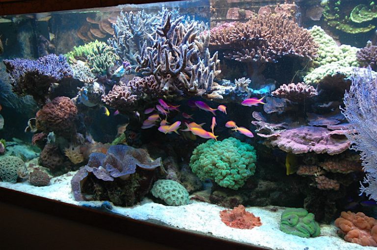 Where have the large coral colonies gone? | Reef Builders | The Reef ...