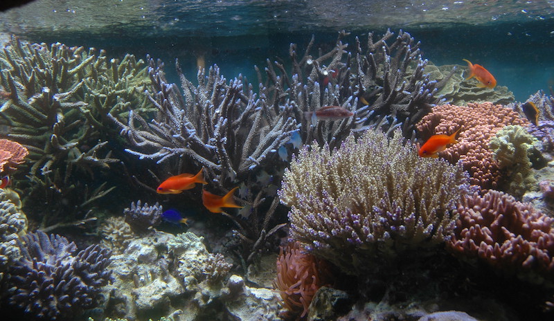 Where have the large coral colonies gone? | Reef Builders | The Reef ...