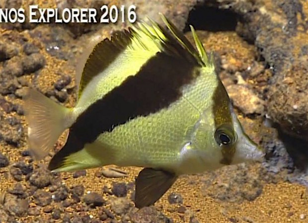 Guyote butterflyfish and many other sightings by Okeanos deep sea ROV ...