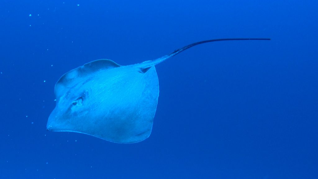 Follow along on this incredible expedition of the Northwestern Hawaiian ...