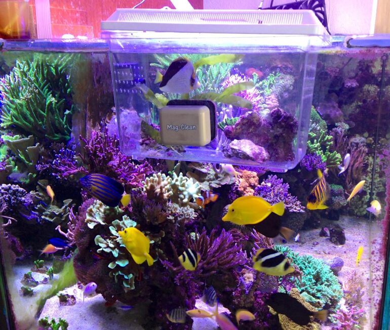 Why it is important to quarantine your fish and coral | Reef Builders ...