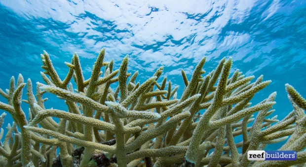 Acropora palmata, the majestic and endangered elkhorn coral | Reef ...