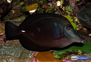 Casper the white tang is all grown up | Reef Builders | The Reef and ...