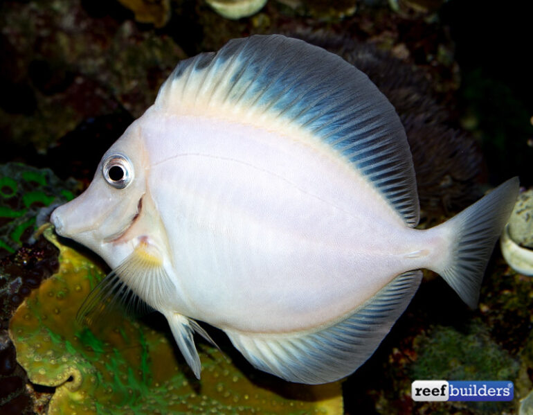 Casper the white tang is all grown up | Reef Builders | The Reef and ...