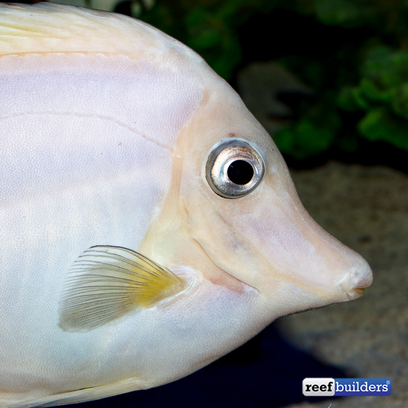 Casper the white tang is all grown up | Reef Builders | The Reef and ...