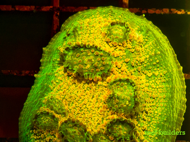 Fluorescent Friday: World Wide Corals edition | Reef Builders | The ...