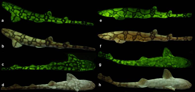 Catsharks have evolved fluorescence to better see each other | Reef ...