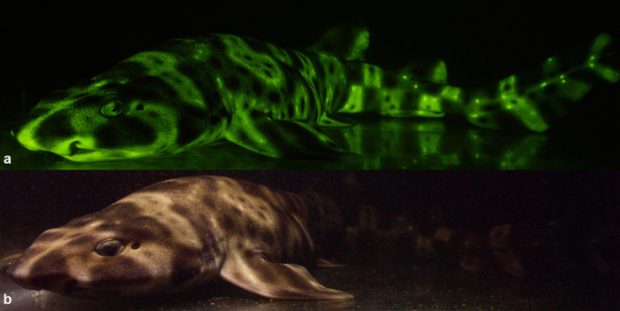 Catsharks have evolved fluorescence to better see each other | Reef ...