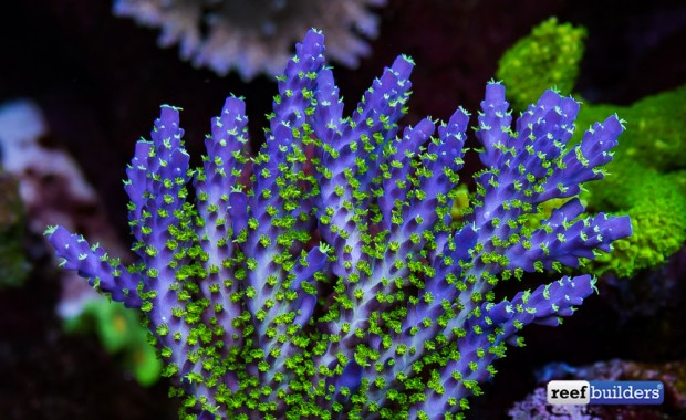Reef aquarium secrets, good or bad, we need to share them | Reef ...