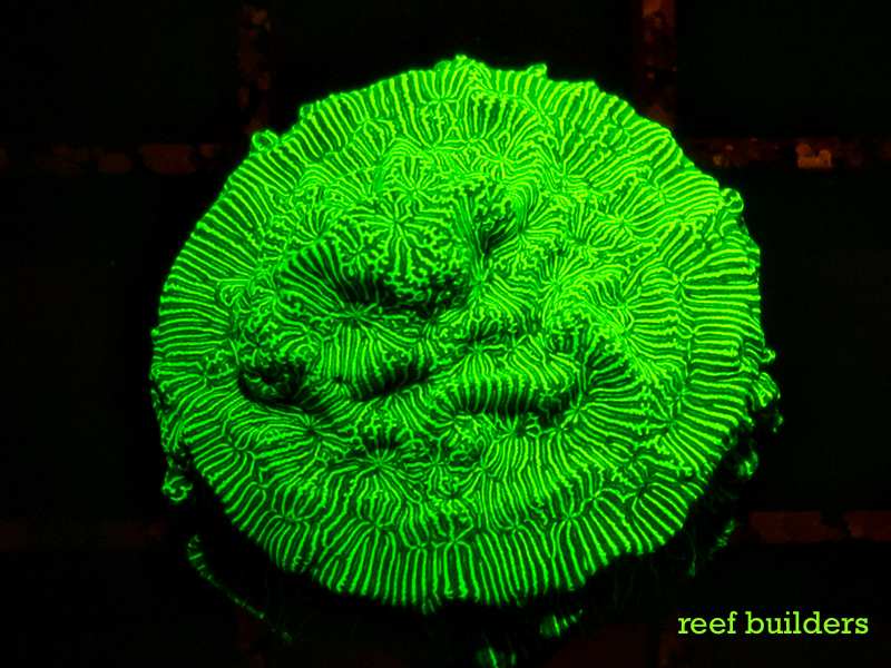 Fluorescent Friday: World Wide Corals edition | Reef Builders | The ...