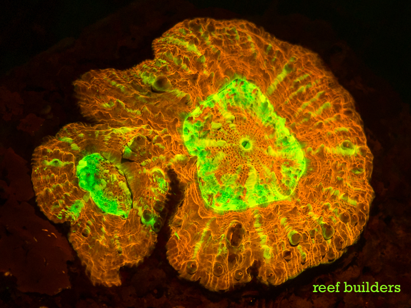 Fluorescent Friday: World Wide Corals edition | Reef Builders | The ...