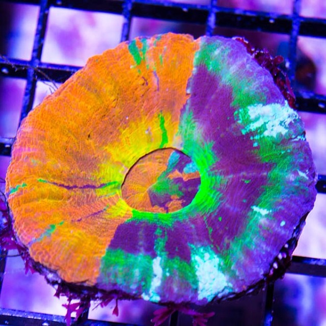 Top 10 Bicolored corals and invertebrates | Reef Builders | The Reef ...