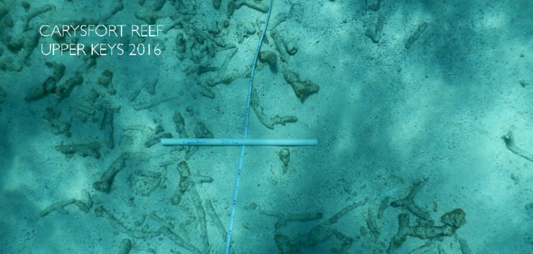 Florida reefs are dissolving away faster, earlier than expected | Reef ...