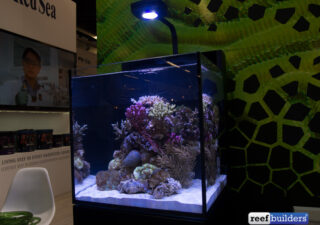 Tag: red sea max | Reef Builders | The Reef and Saltwater Aquarium Blog