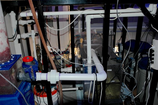 Reef aquarium secrets, good or bad, we need to share them | Reef ...