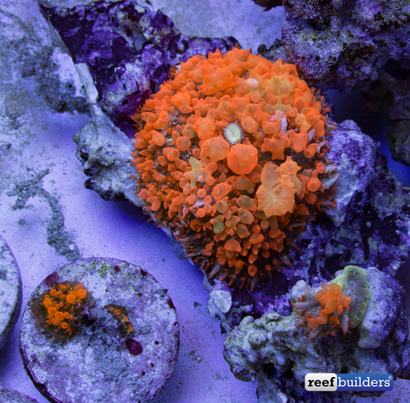 Reef Raft’s 15 year old Rhodactis is more bubbly than a Bounce Shroom ...