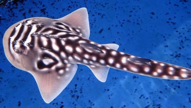 SEA Aquariums successfully breeds rare shark ray | Reef Builders | The ...