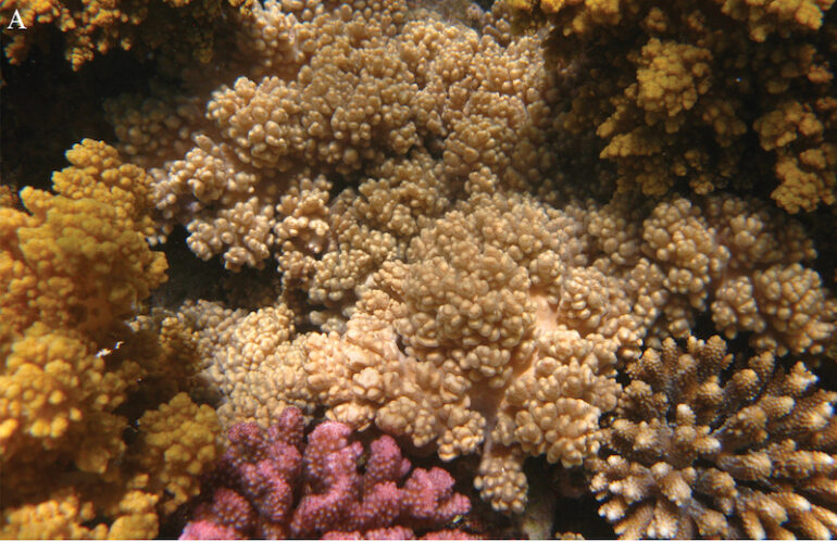 Sinularia levi, a new species of soft coral from the Red Sea | Reef ...