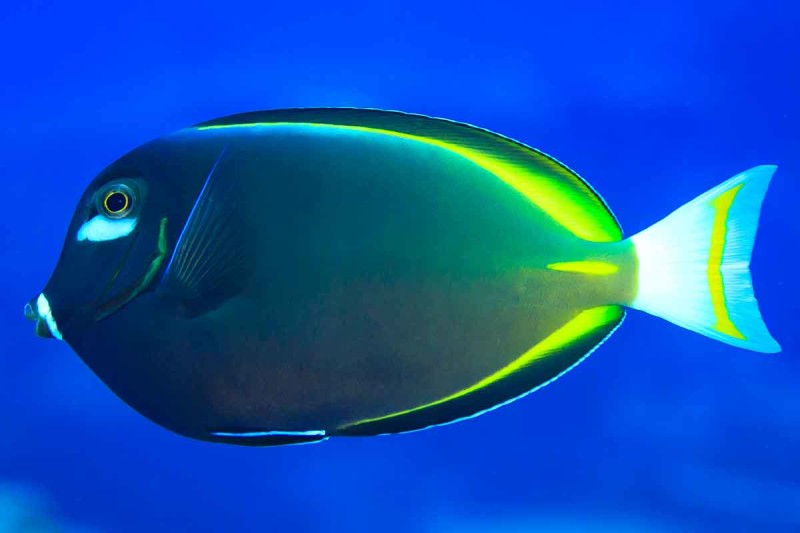 Powder blue and Whitecheek tang hybrid latest to be documented at ...