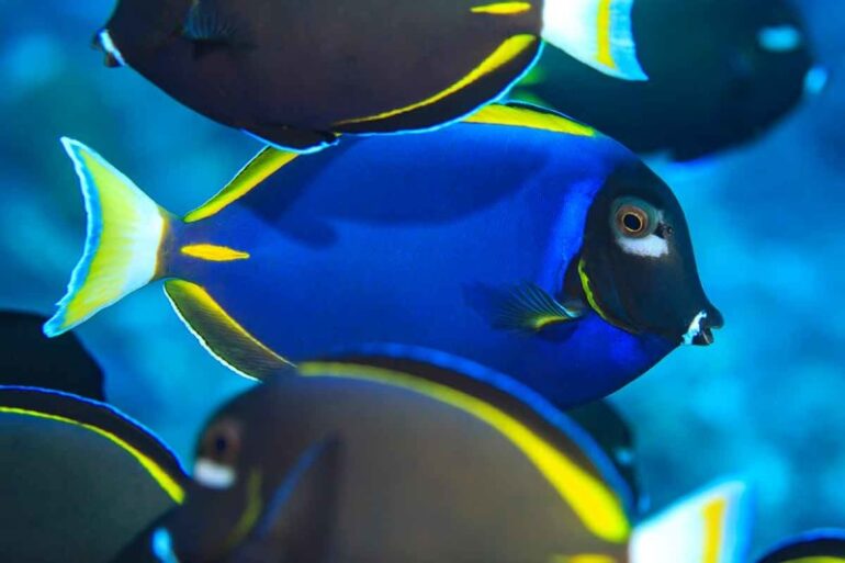 Powder blue and Whitecheek tang hybrid latest to be documented at ...