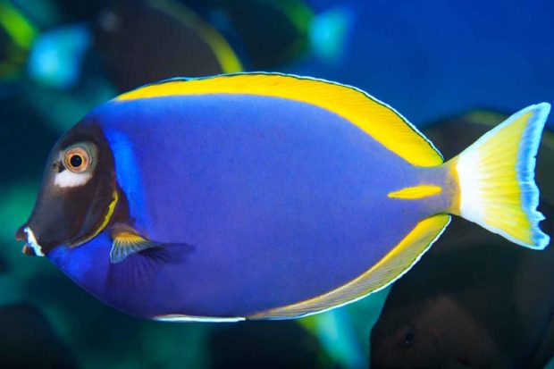 Powder blue and Whitecheek tang hybrid latest to be documented at ...