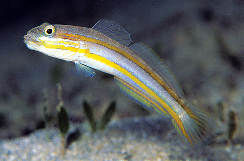 Valenciennea yanoi, a new species of sleeper goby from Japan | Reef ...