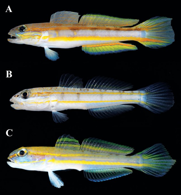 Valenciennea yanoi, a new species of sleeper goby from Japan | Reef ...