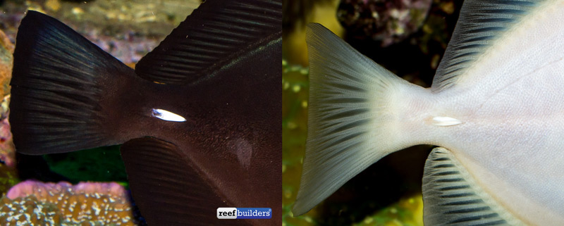 Casper the white tang is all grown up | Reef Builders | The Reef and ...