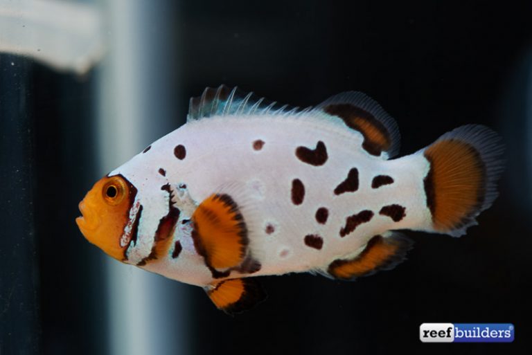 New Mozart and Beethoven Clownfish from Aquadancing | Reef Builders ...