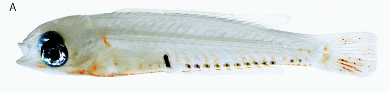 Swirling nutrient-rich eddies give fish a fighting chance for survival ...