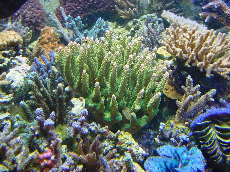 The Coral Name Game | Reef Builders | The Reef and Saltwater Aquarium Blog